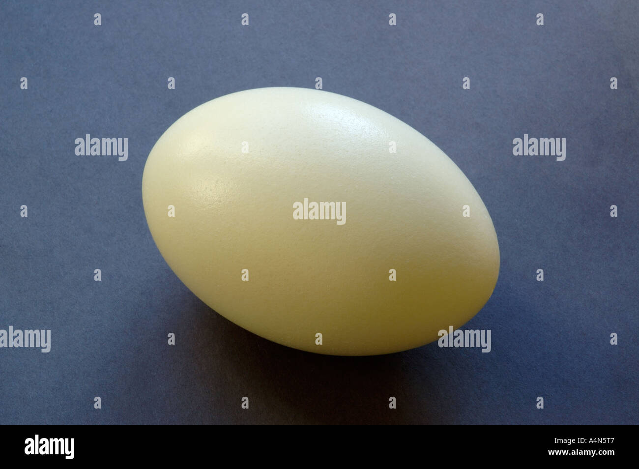 Rhea egg on black background Stock Photo - Alamy