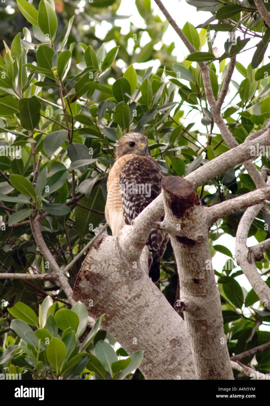 young hawk in everglades Stock Photo - Alamy