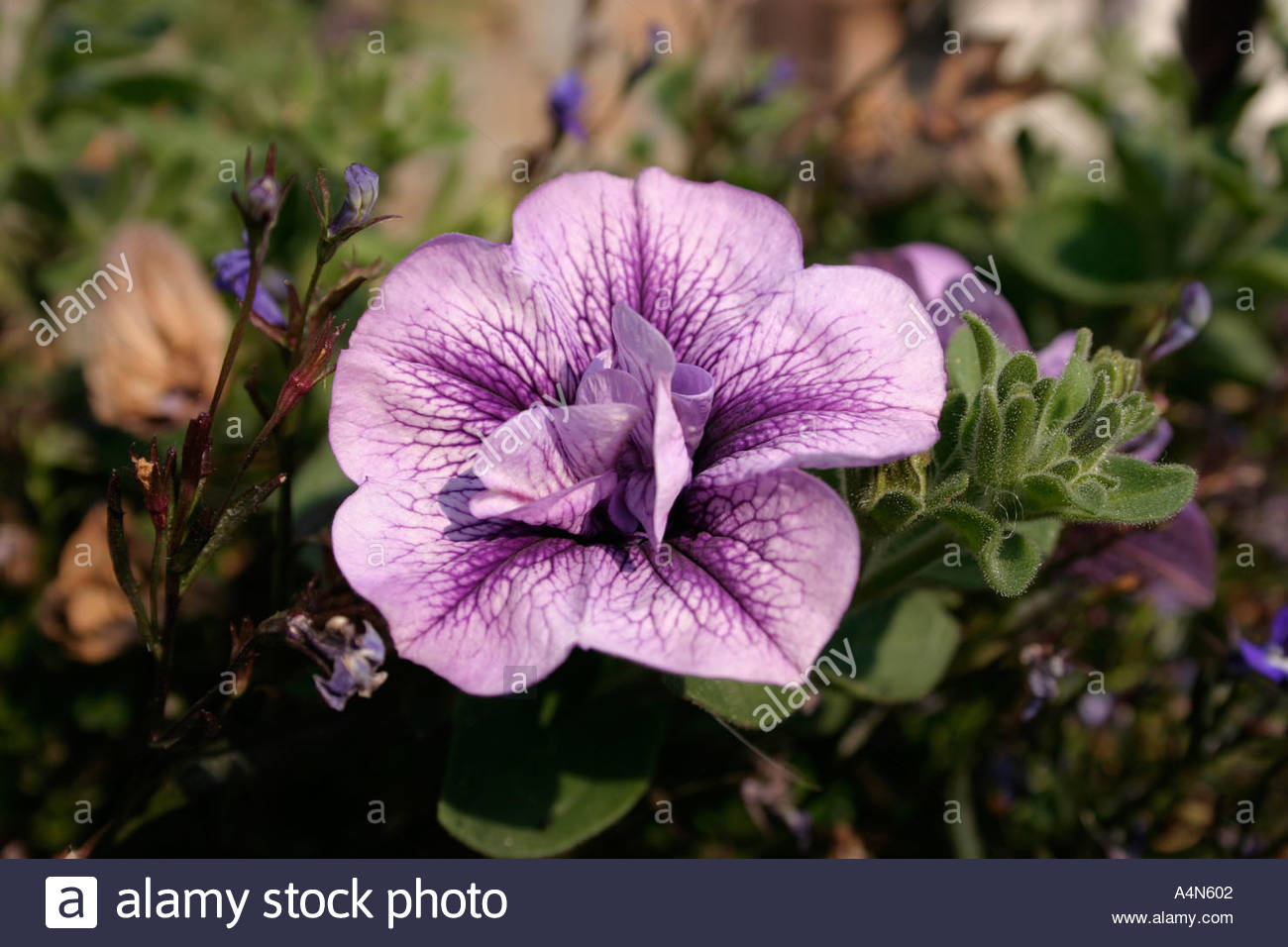 Surfina Stock Photos & Surfina Stock Images - Alamy