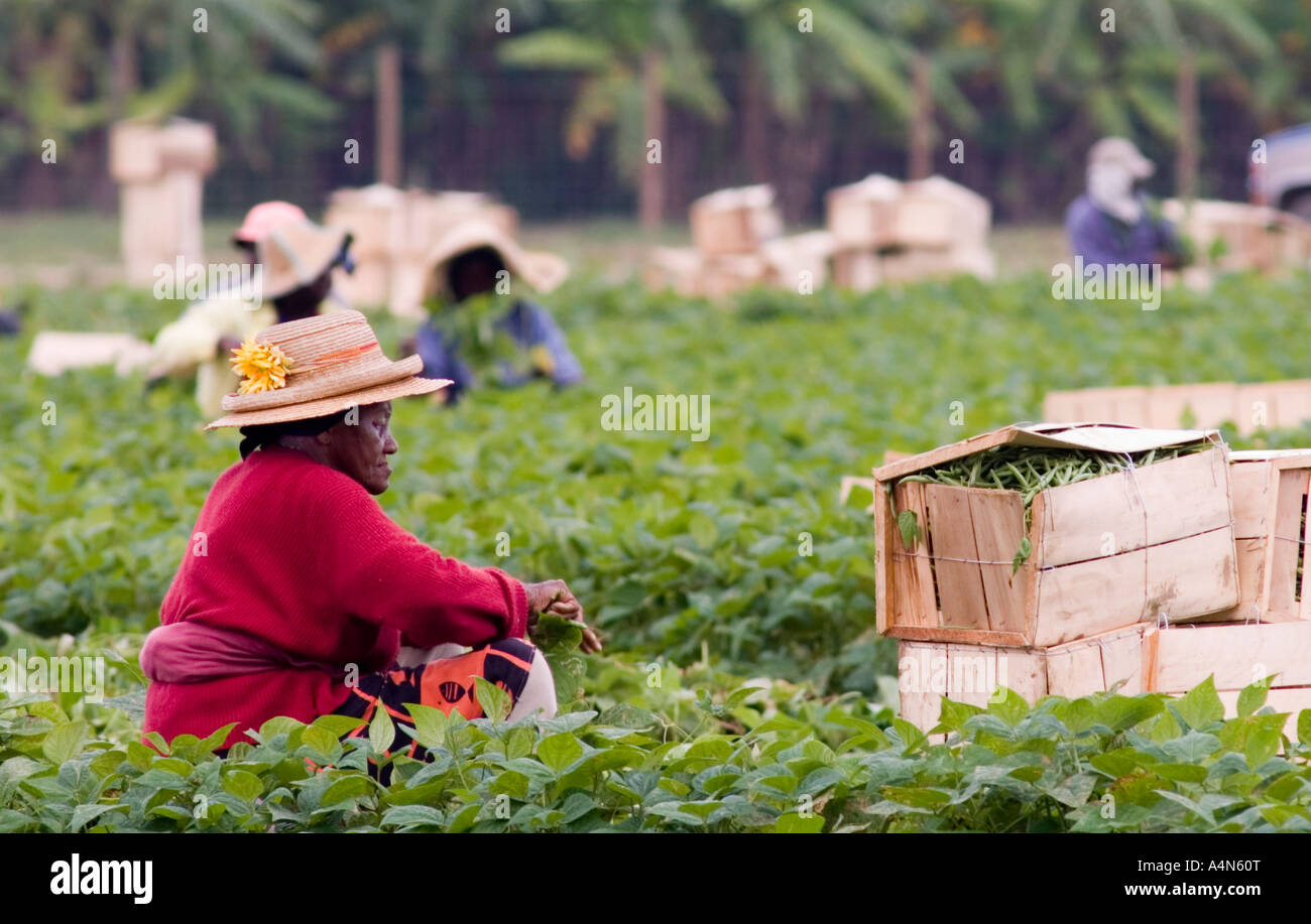 African American lady worker bean harvesting in a field in the ...