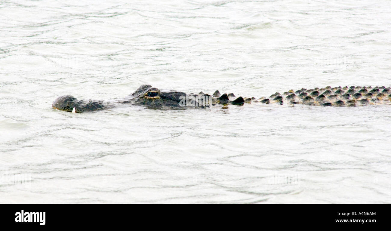 swimming alligator submerged Stock Photo - Alamy