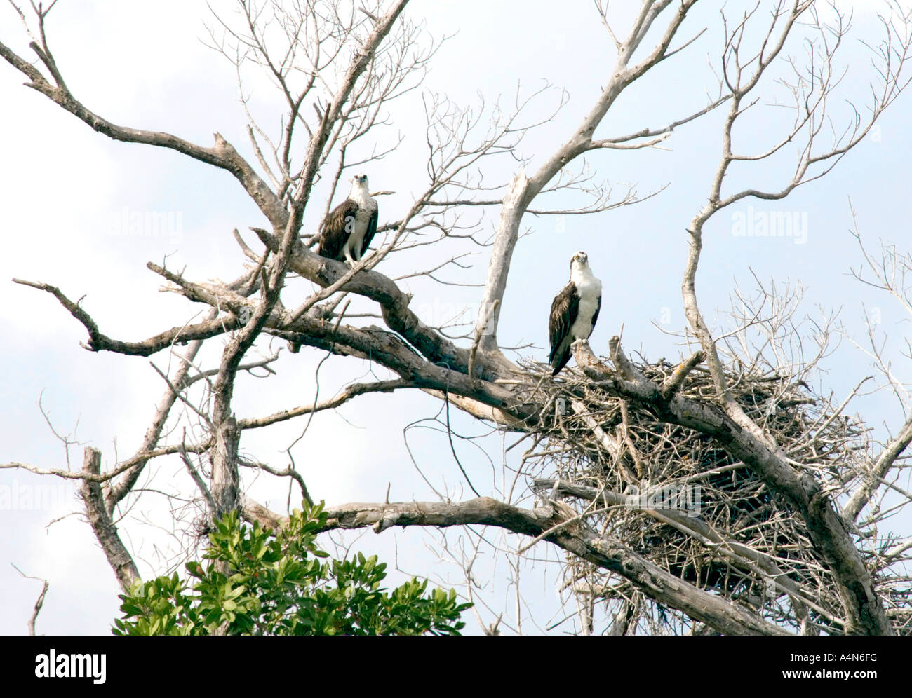 two ospreys with nest up a tree in Flamingo in the Florida Everglades ...