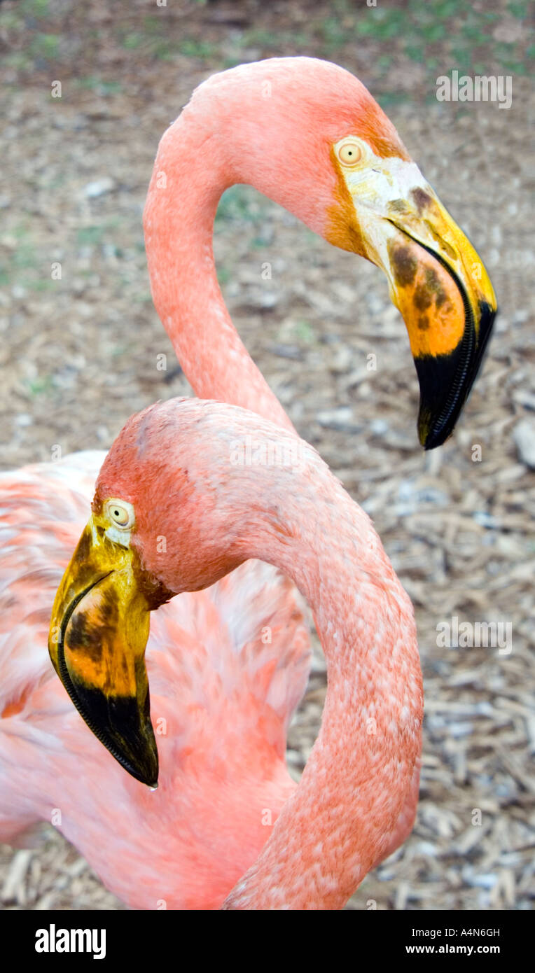 Two pink flamingos in a nice pose Stock Photo - Alamy