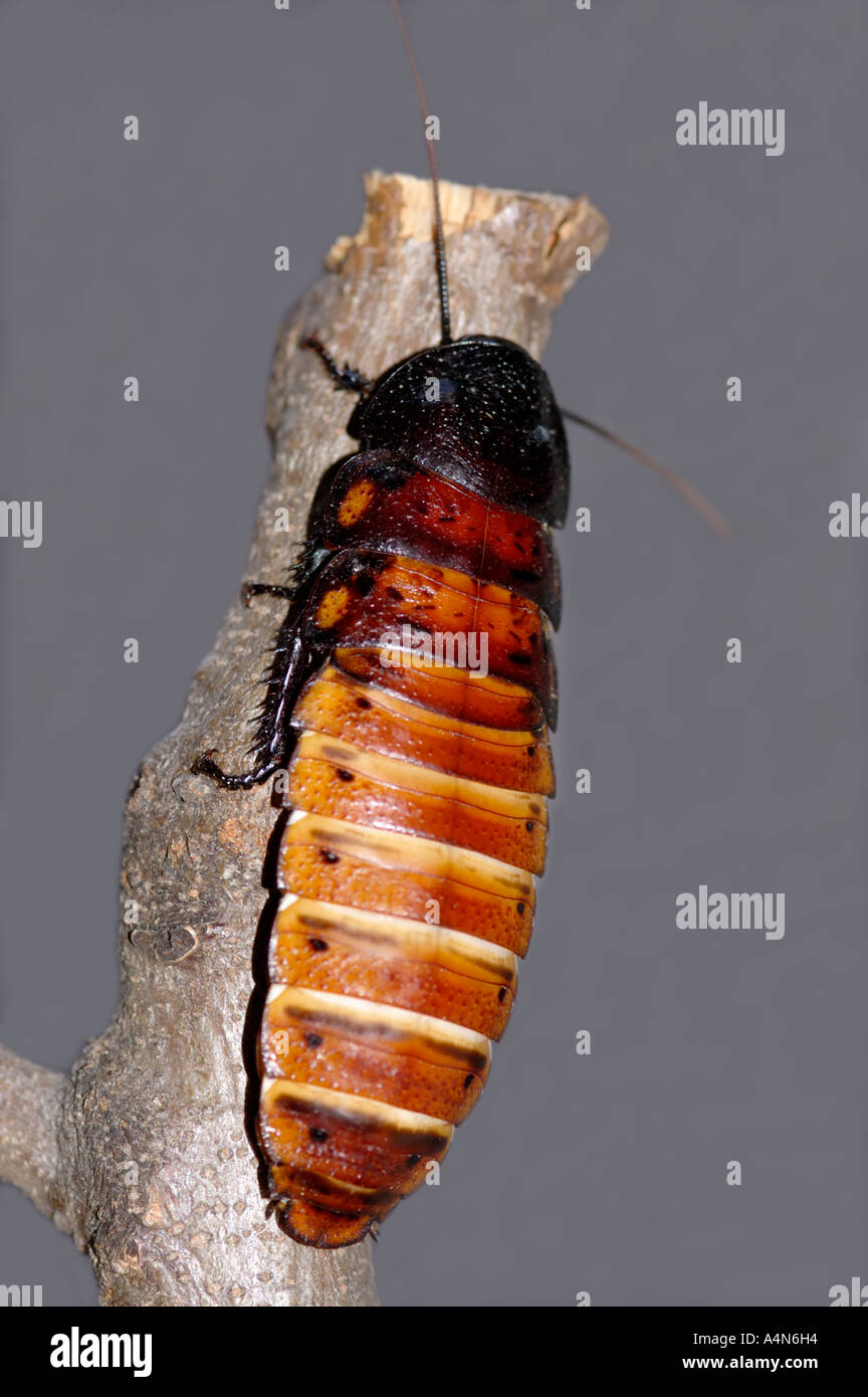 Pet cockroach hi-res stock photography and images - Alamy