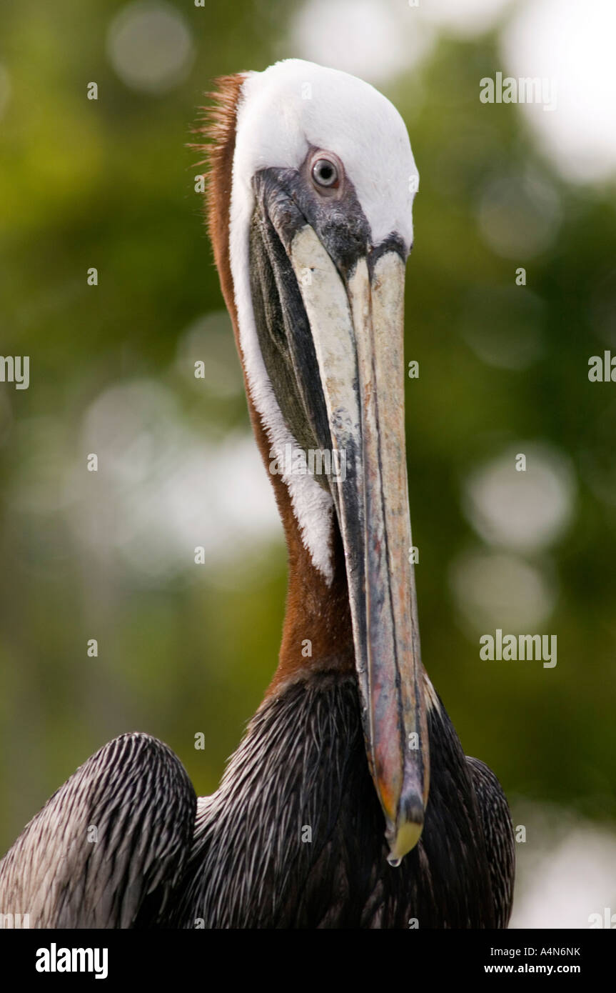 Big beek bird hi-res stock photography and images - Alamy