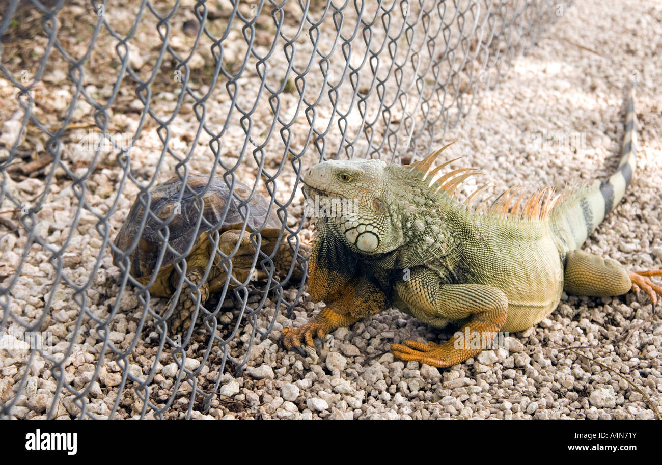 The iguana and the tortoise Stock Photo - Alamy