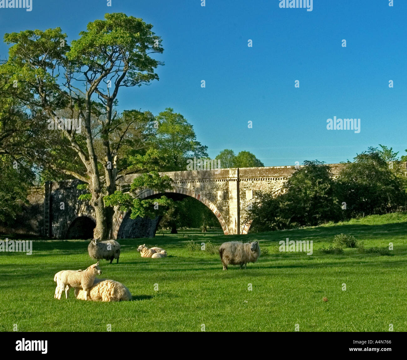 Scottish Borders Sheep Bridge Stock Photo - Alamy
