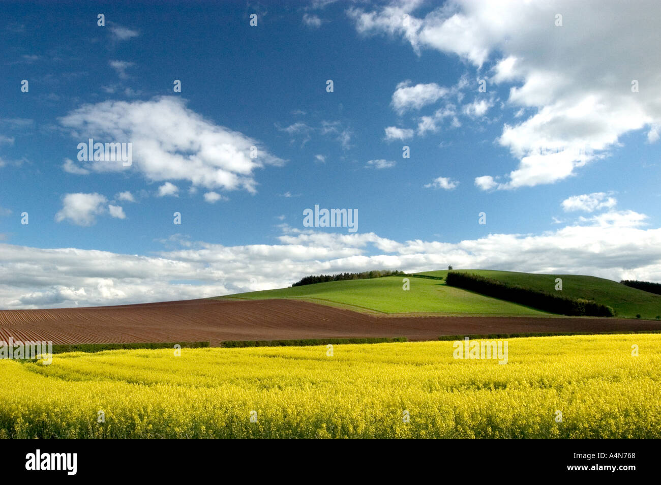 Rapeseed Field in Scottish Borders Stock Photo - Alamy