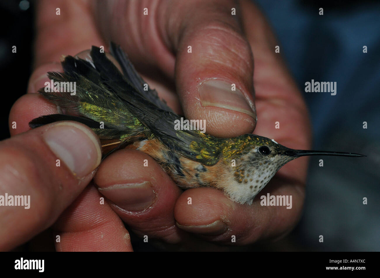 rufous hummingbird banded band hand captive captured colorado banding ...