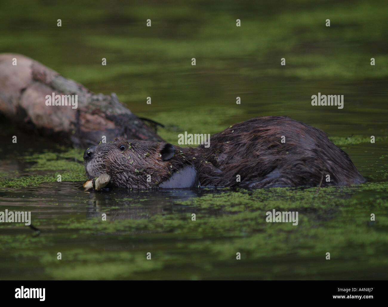 Beaver on log marsh lake pond castor canadensis beaver canadain rodent ...