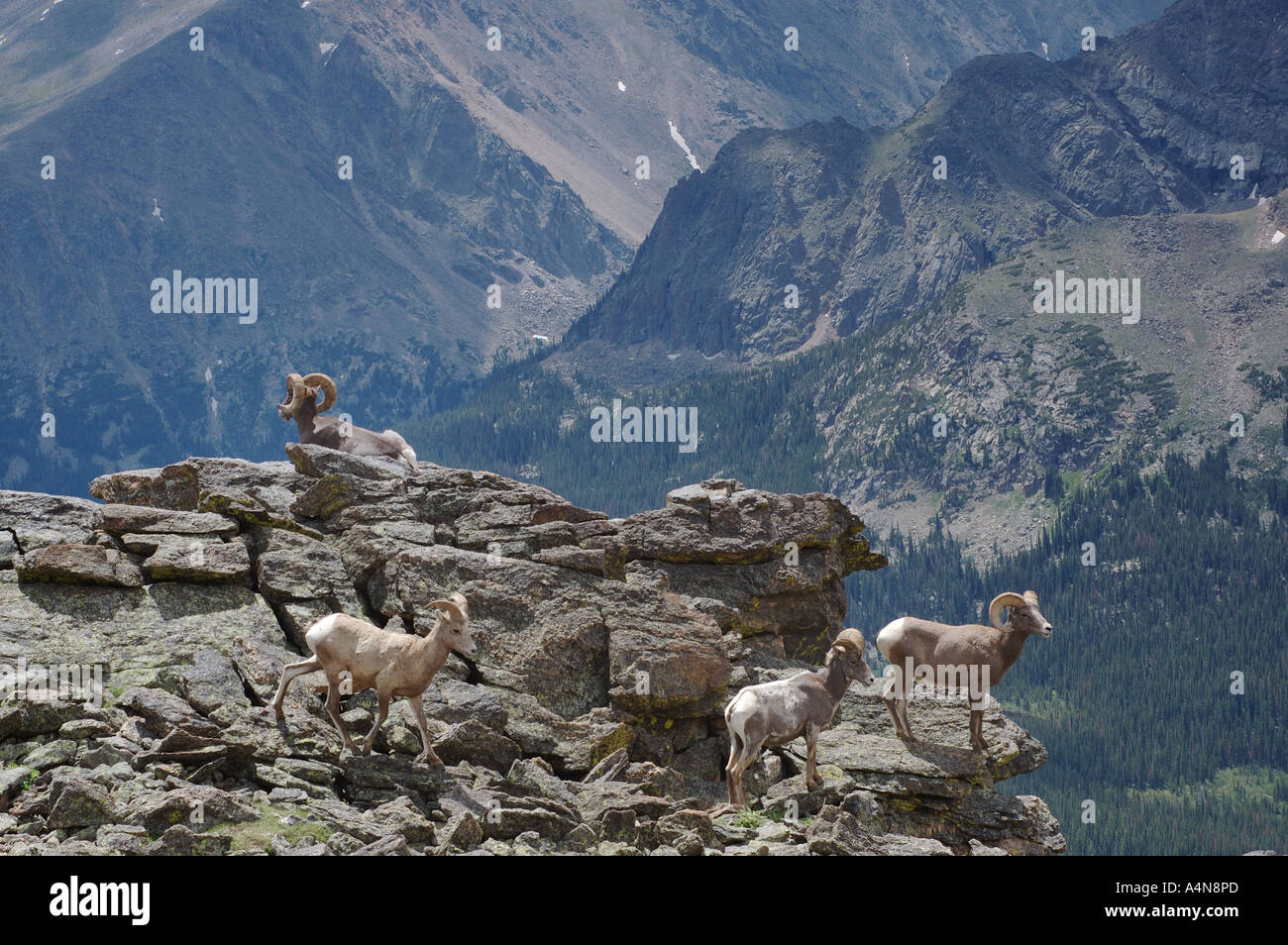 Colorado rams hi-res stock photography and images - Alamy