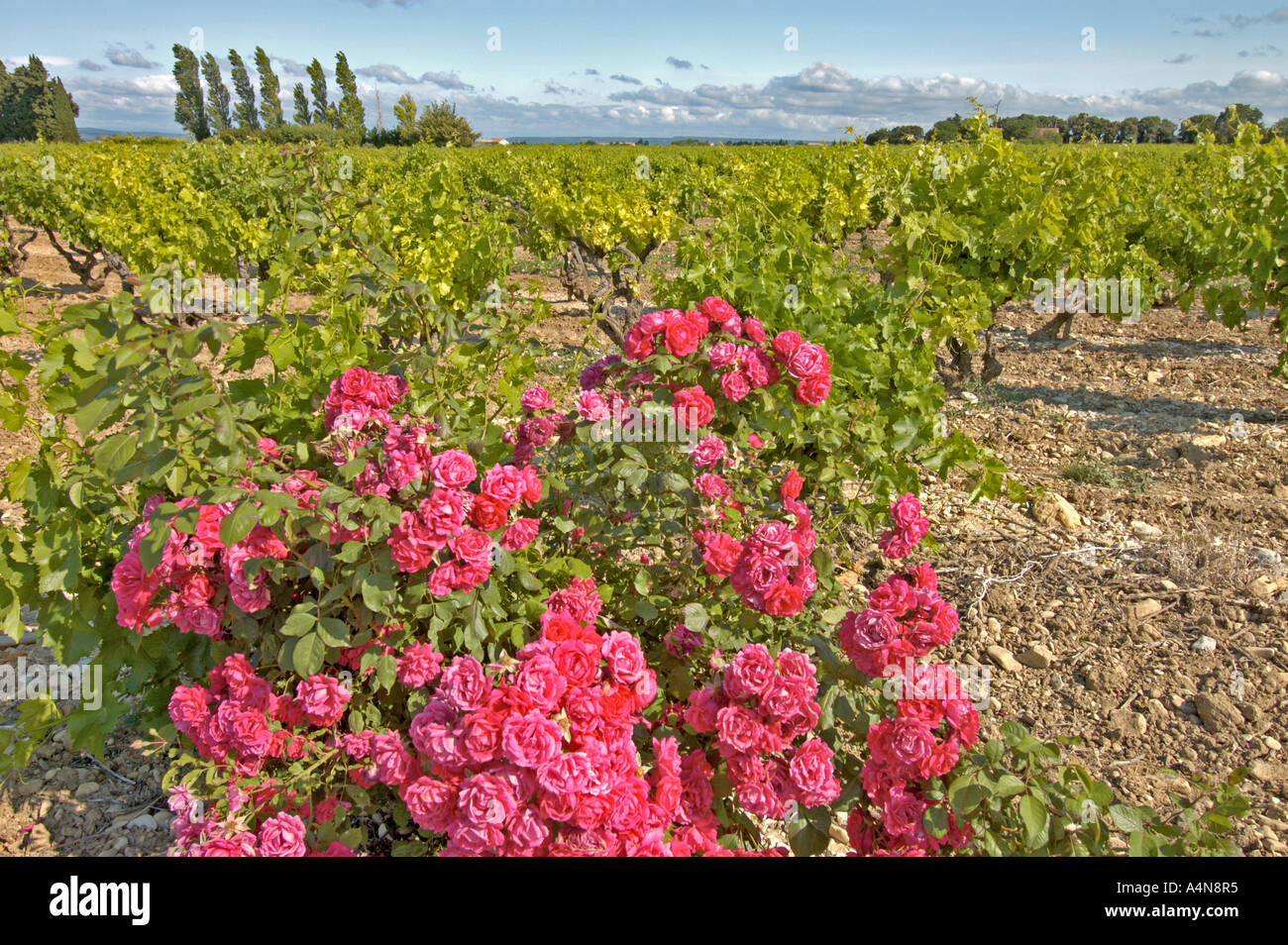 flowering roses on the boarder of a vineyard in Provence Southern ...