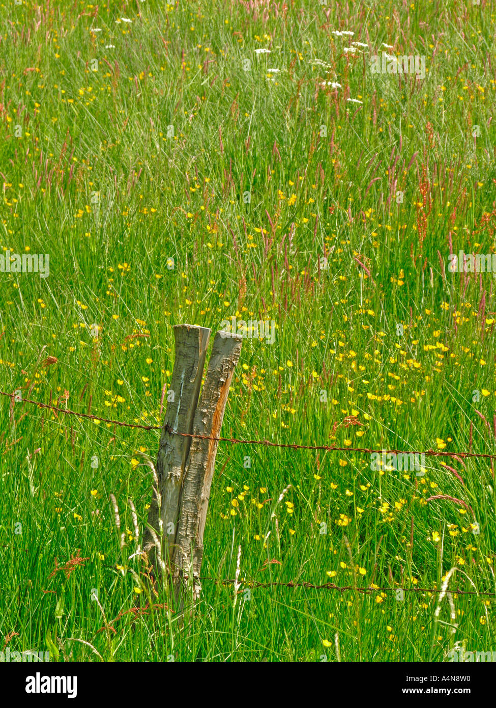 flowering meadow pasture with manifold vegetation in the springtime ...