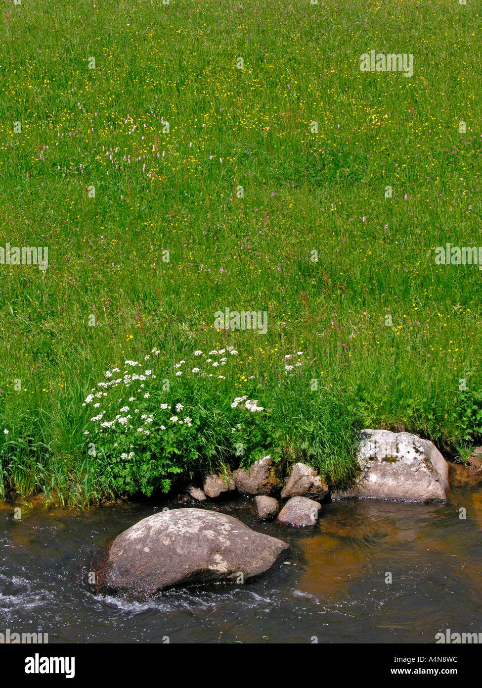 flowering meadow pasture with manifold vegetation at a brook in the ...
