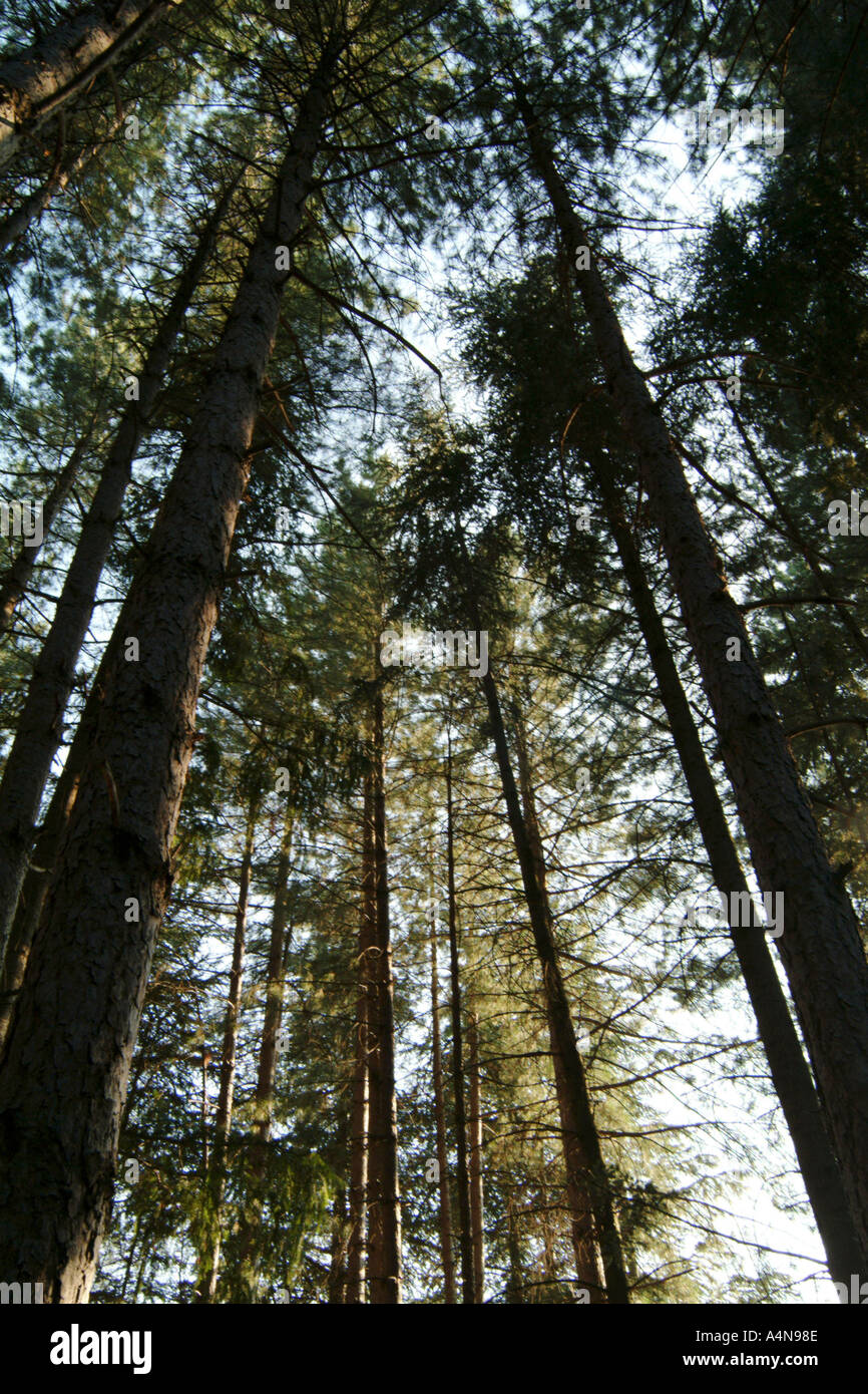Sunlight france forest hi-res stock photography and images - Alamy