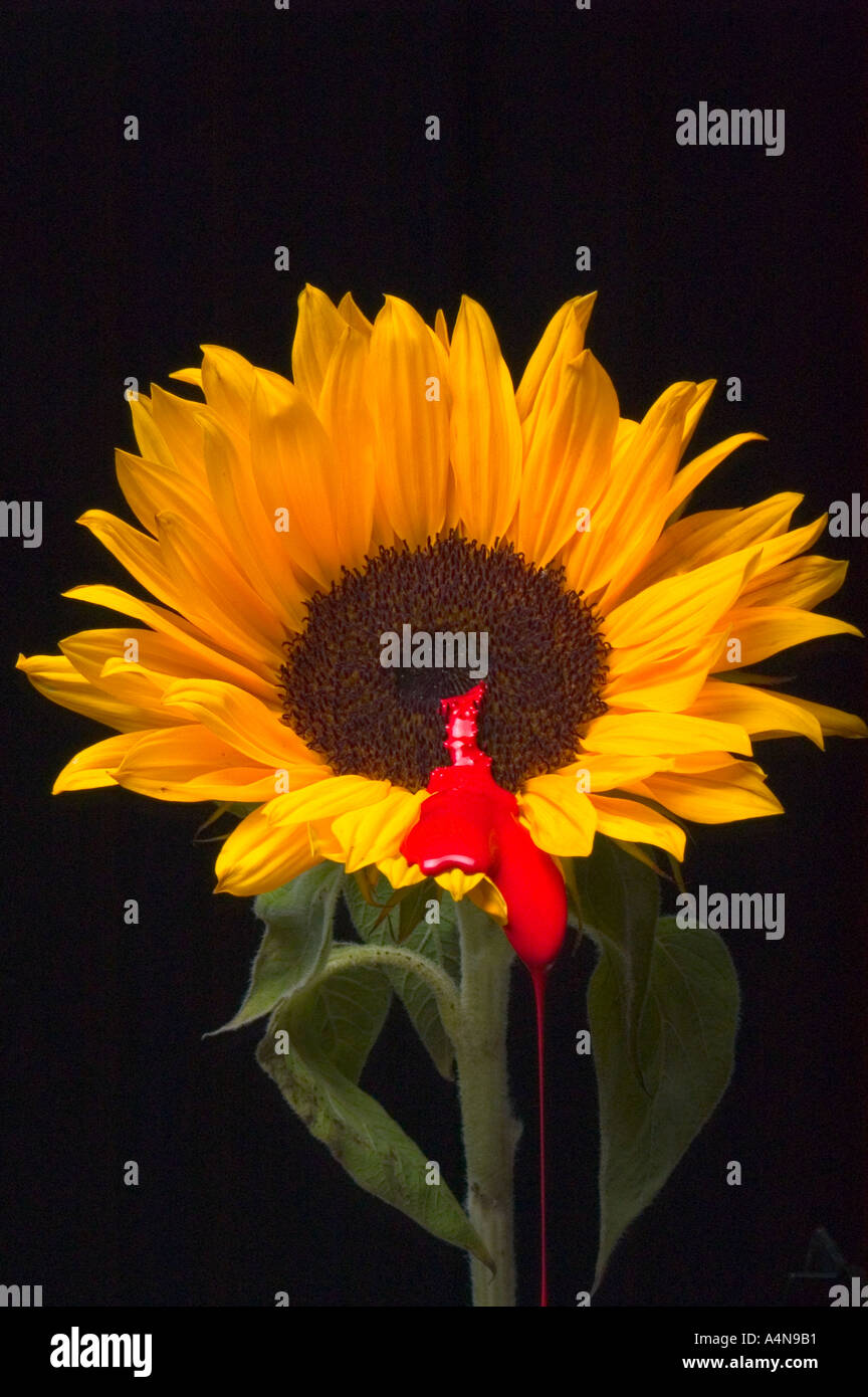 Art sunflower hi-res stock photography and images - Alamy