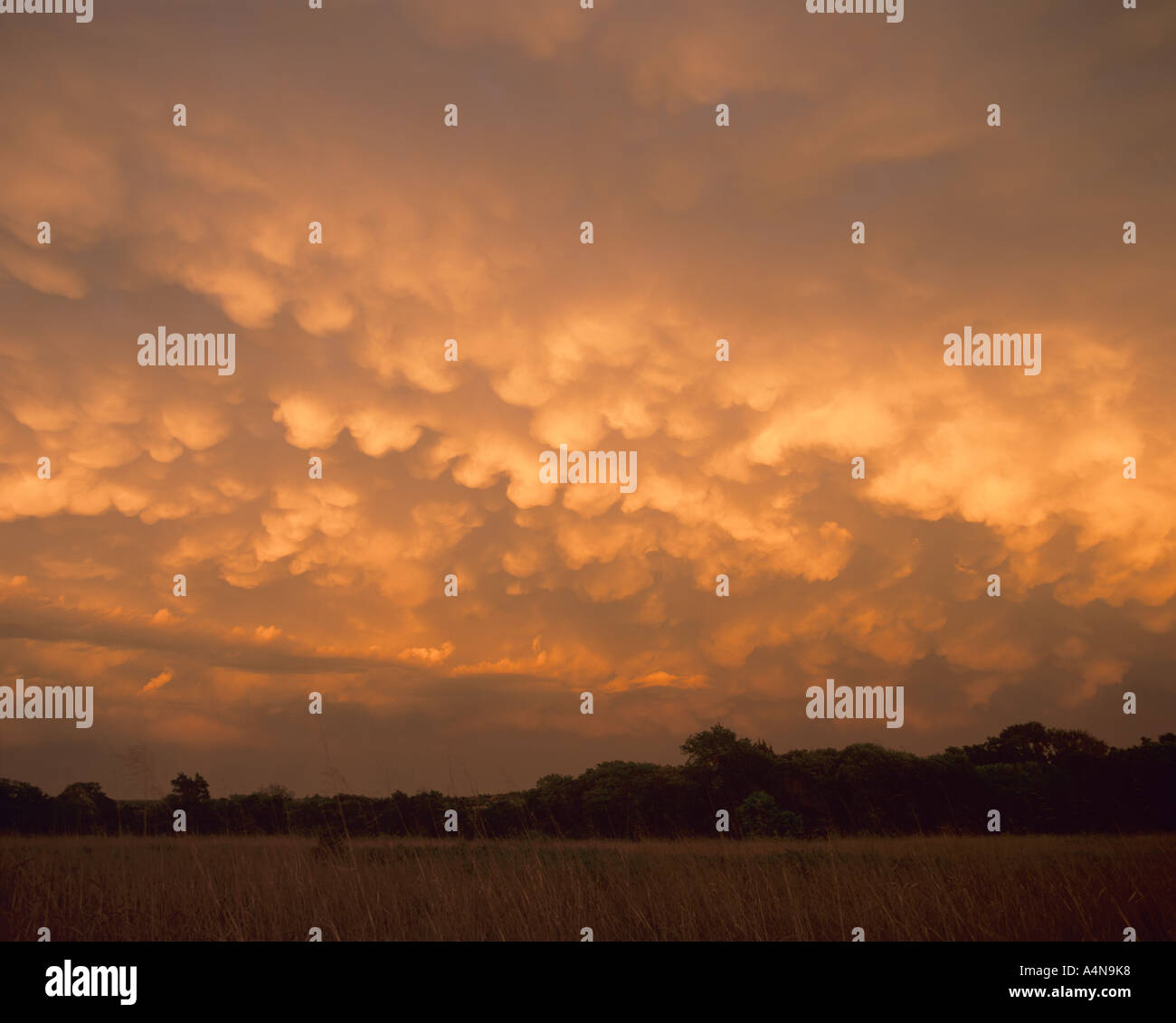 Mammatus or mammatocumulus clouds hanging on the underside of a severe ...