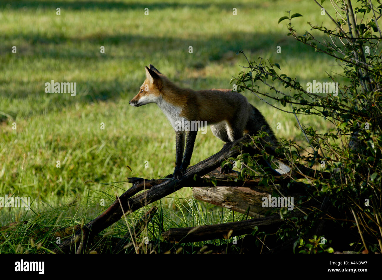 red fox hunting fence row woodpile mammal urban mammal predator hunter ...