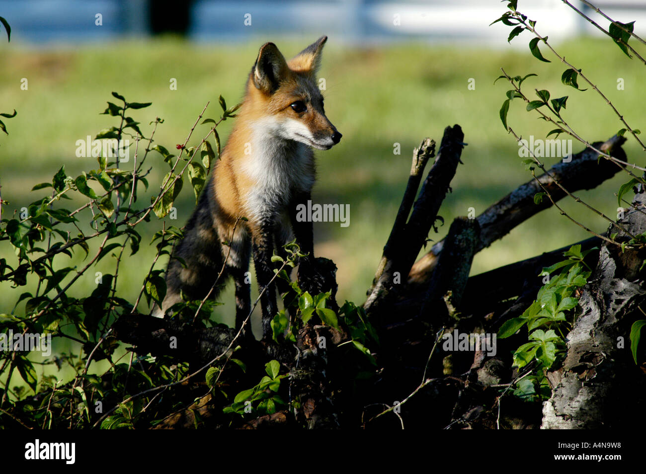 Fox fence predator hi-res stock photography and images - Alamy