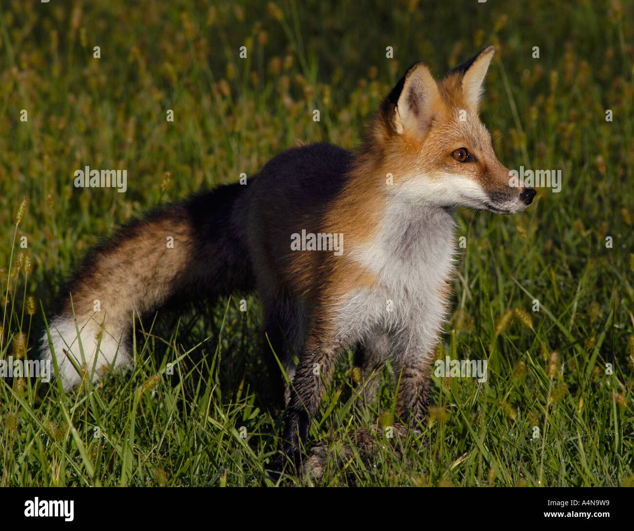 red fox hunting field grass green mammal urban mammal predator hunter ...