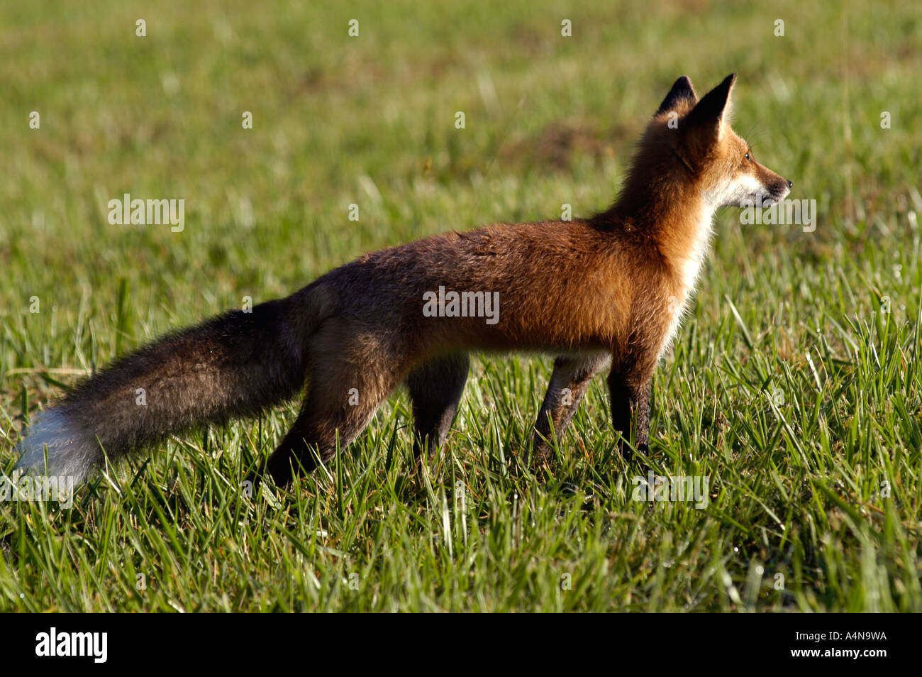 red fox hunting field grass green mammal urban mammal predator hunter ...