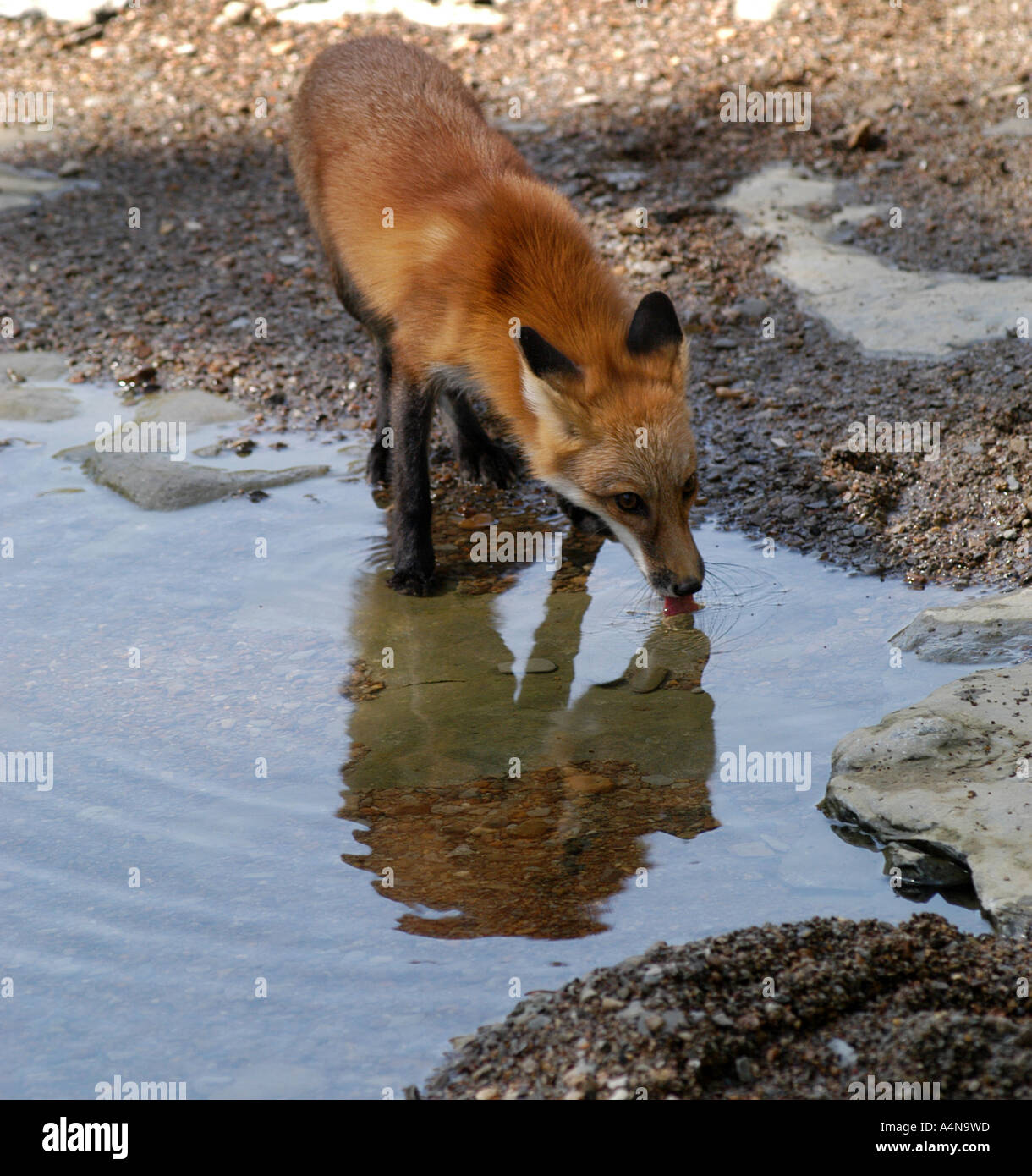Red fox drinking water hi-res stock photography and images - Alamy