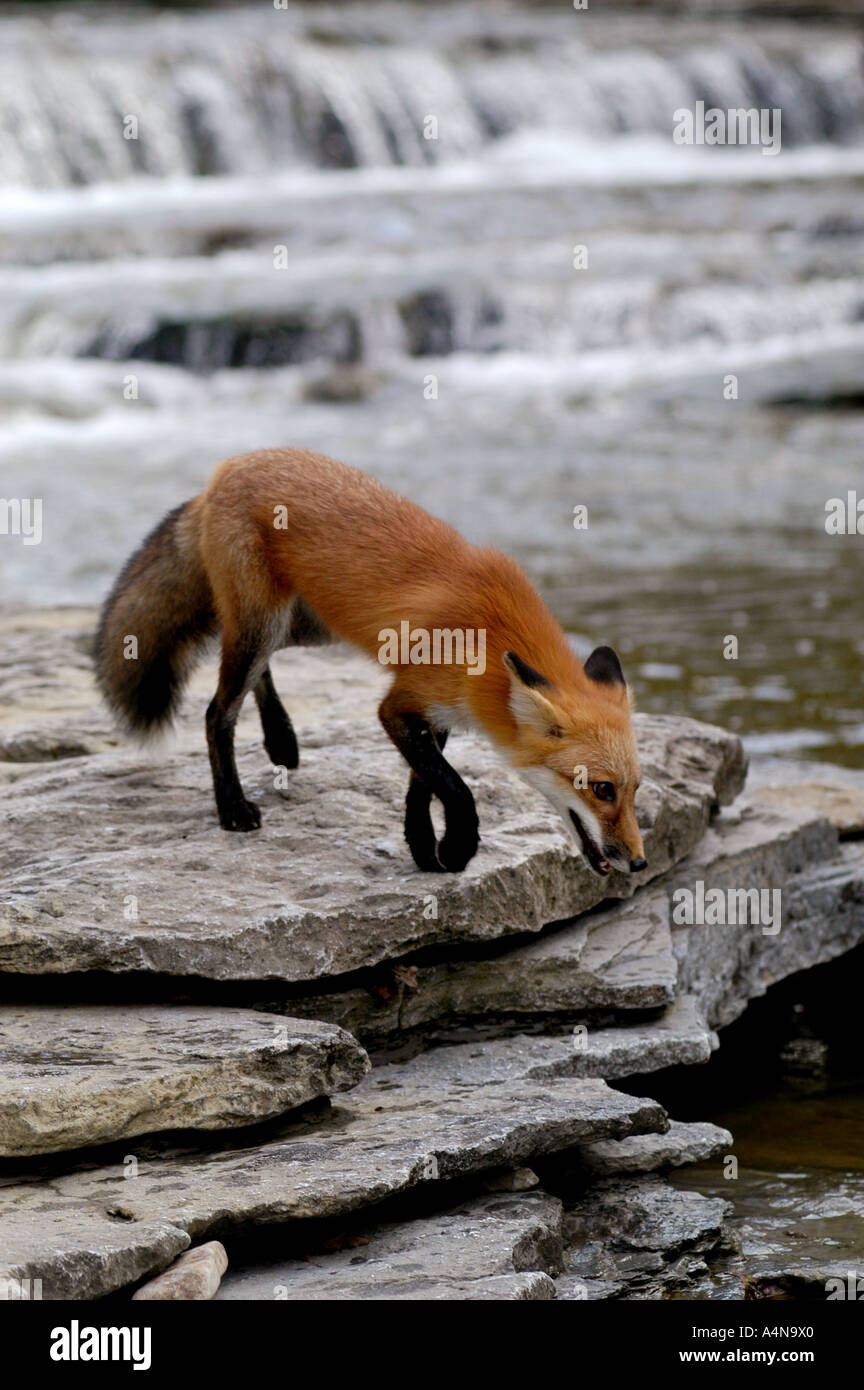red fox hunting in creek stream ledge rock waterfall drink water mammal ...