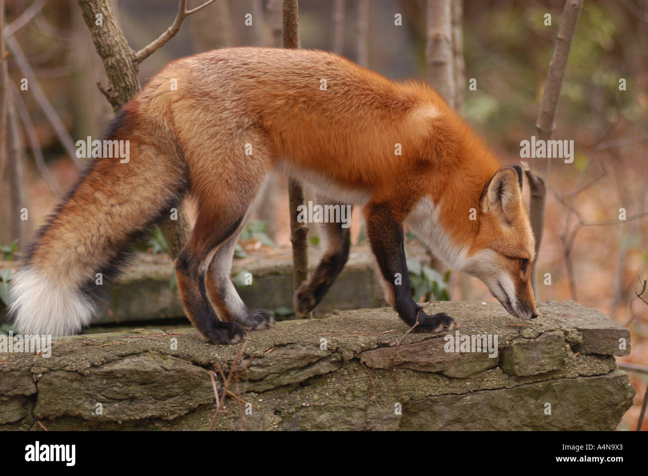 Fox fence predator hi-res stock photography and images - Alamy