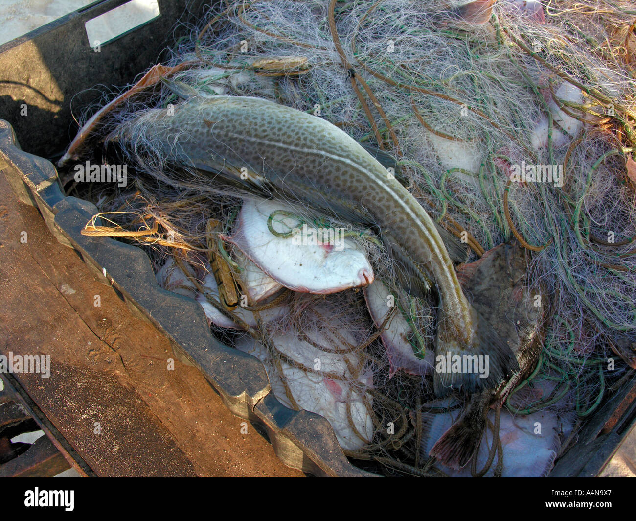 fishing cod codfish halibut plaice in net in a box Stock Photo - Alamy