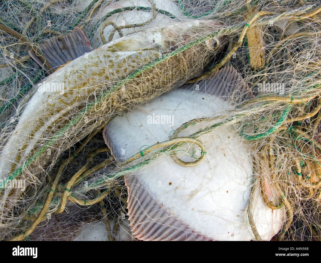 fishing cod codfish halibut plaice in net in a box Stock Photo - Alamy