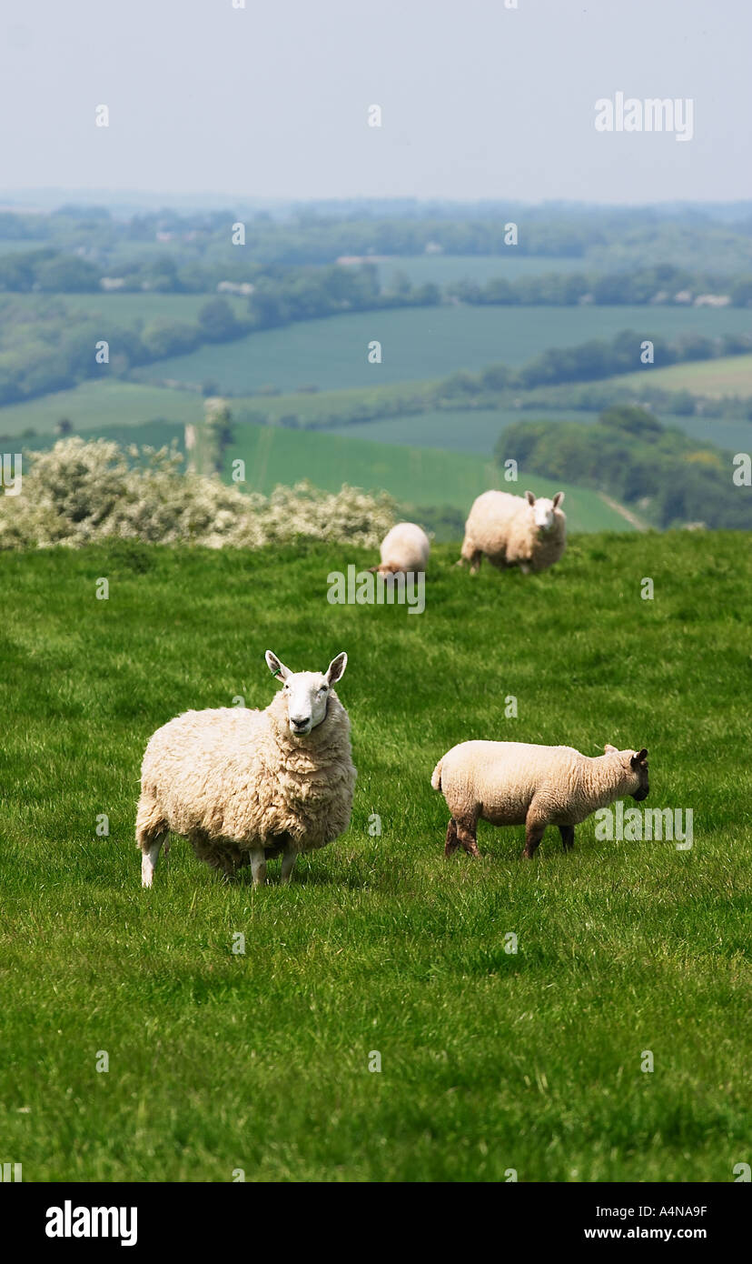 Sheep on South Downs Stock Photo - Alamy
