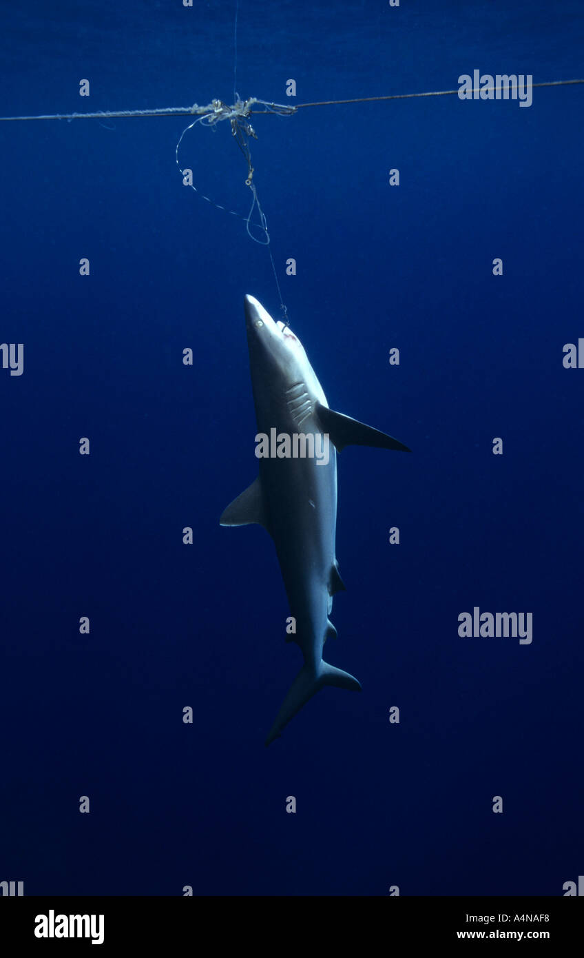 Pelagic longline hi-res stock photography and images - Alamy