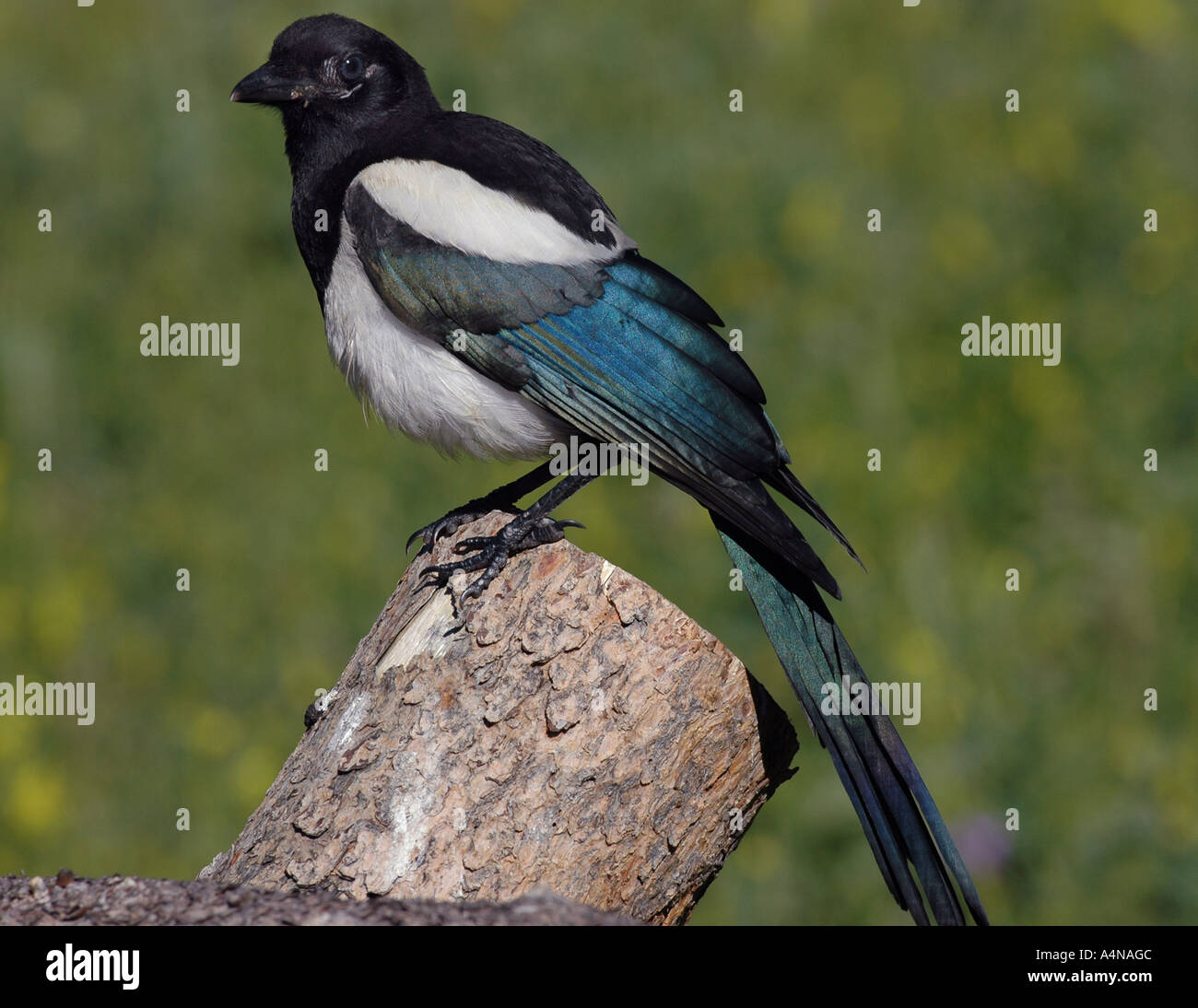 black billed magpie rocky mountain national park colorado songbird song ...