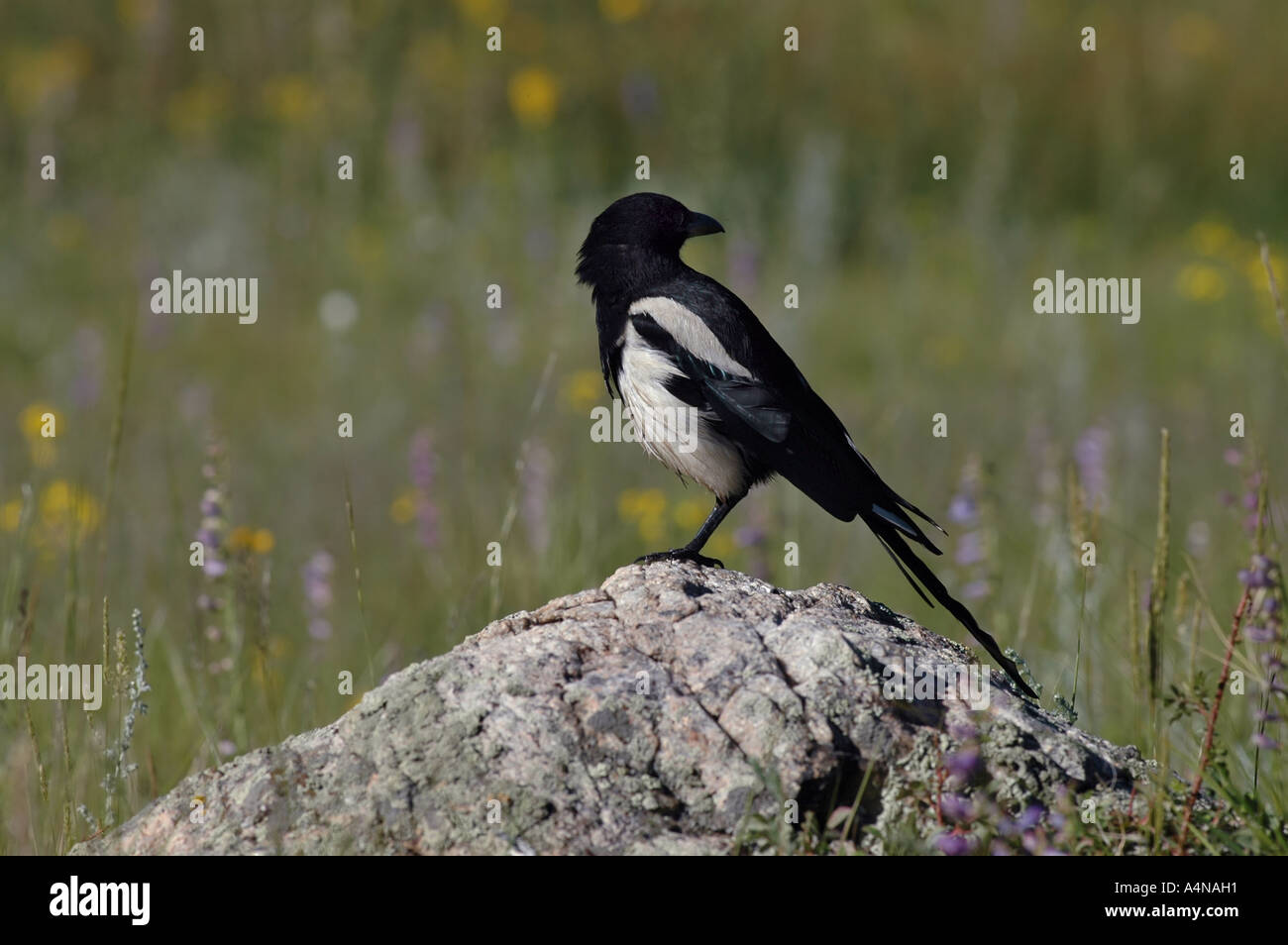 black billed magpie rocky mountain national park colorado songbird song ...