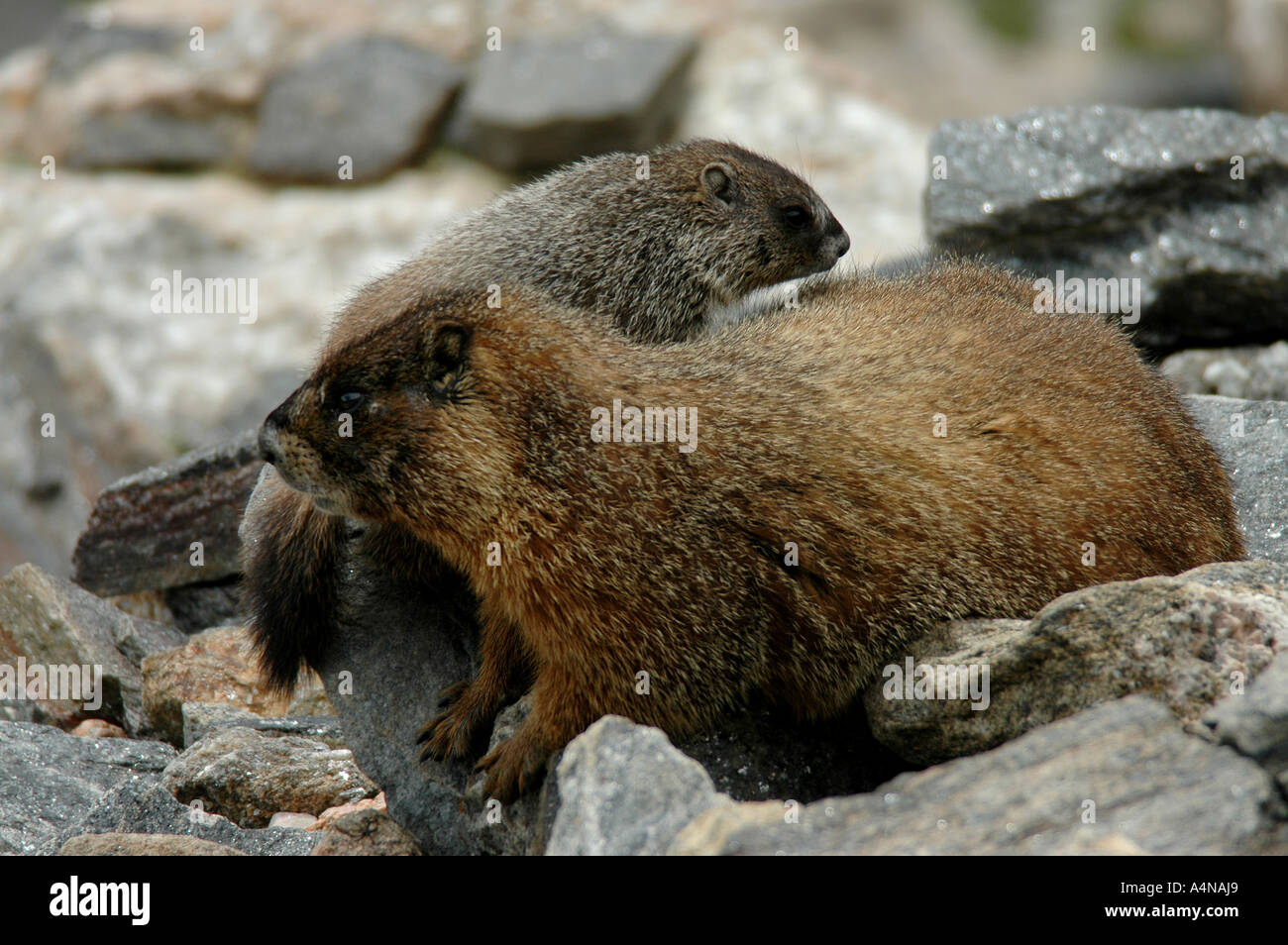 Teeth yellow bellied marmot hi-res stock photography and images - Alamy