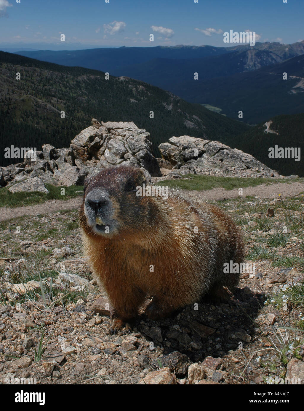 yellow bellied marmot rocky mountain national park Stock Photo - Alamy