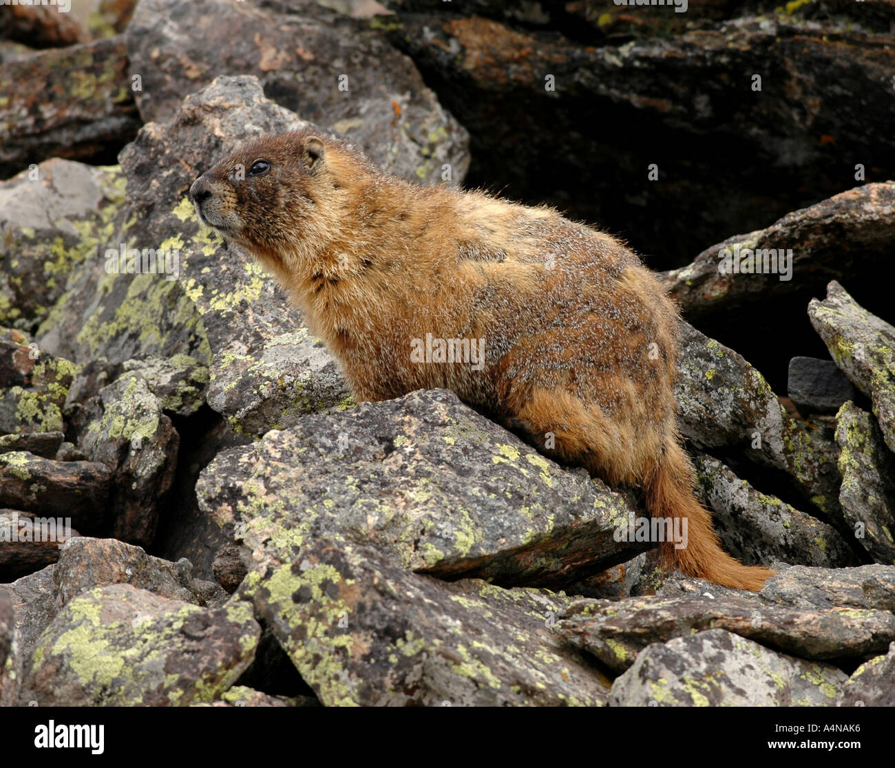 yellow bellied marmot rocky mountain national park Stock Photo - Alamy