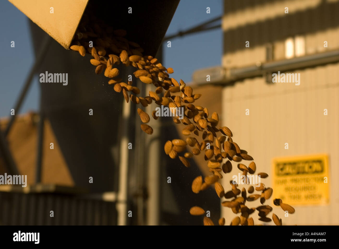 Almonds At Processing Plant Falling Into Crates Stock Photo - Alamy