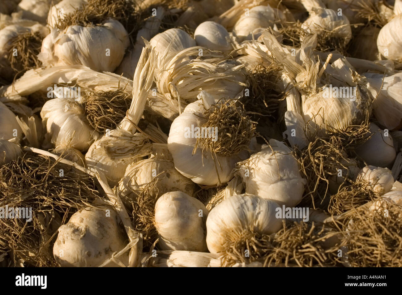 Harvested Garlic In Crates Stock Photo - Alamy