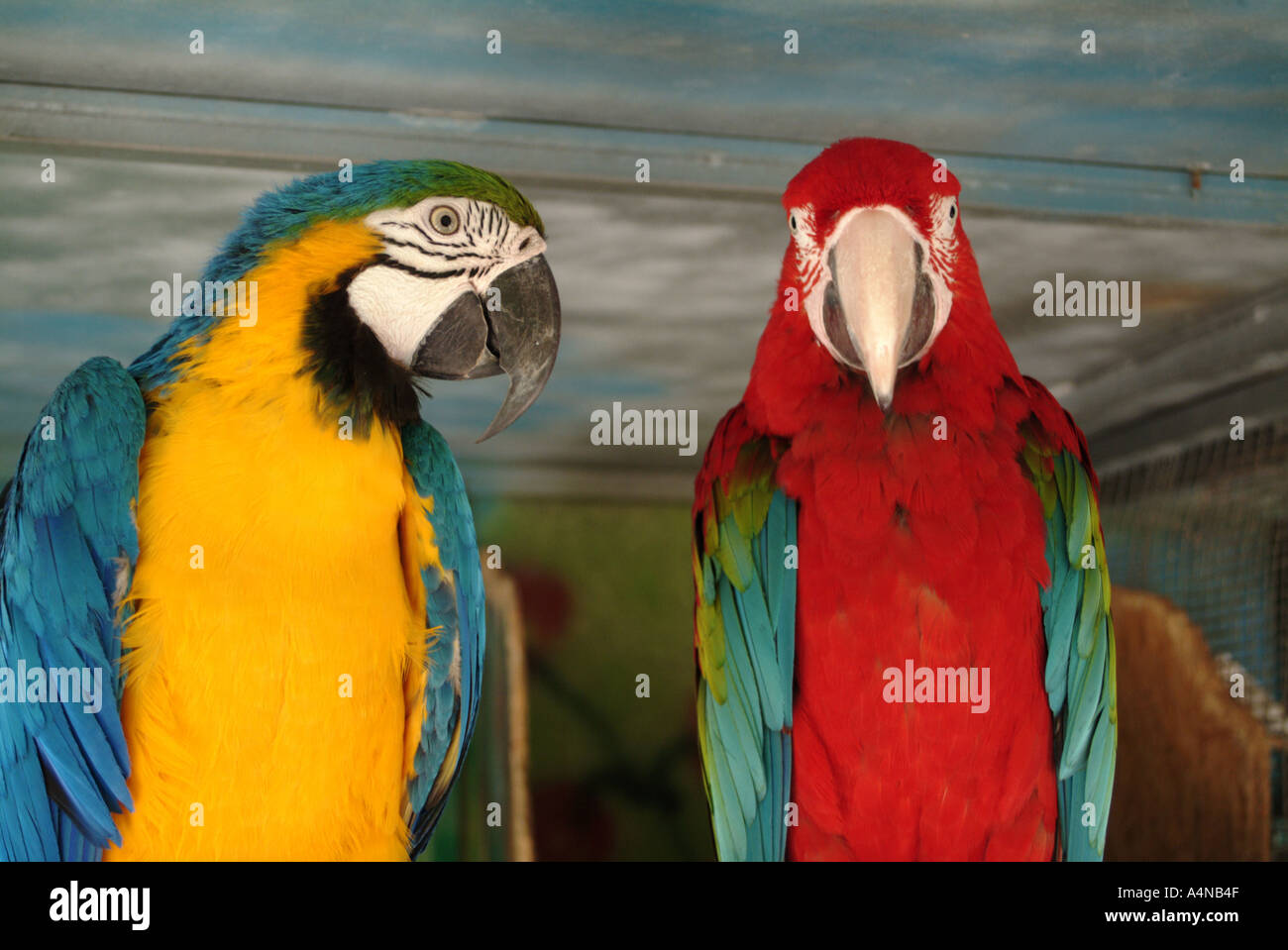 red and yellow parrot talking questions Stock Photo - Alamy