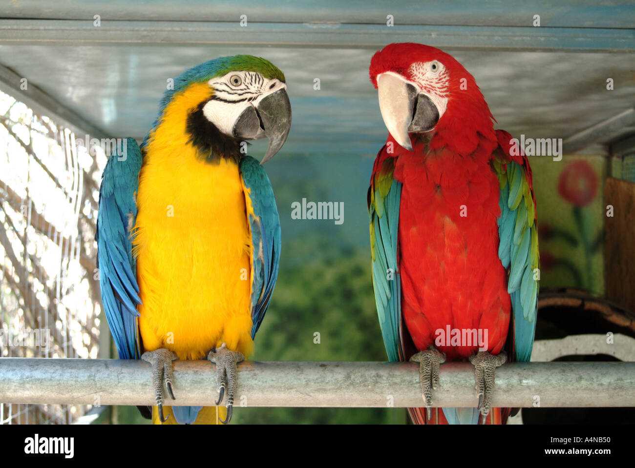 Talking parrot hi-res stock photography and images - Alamy