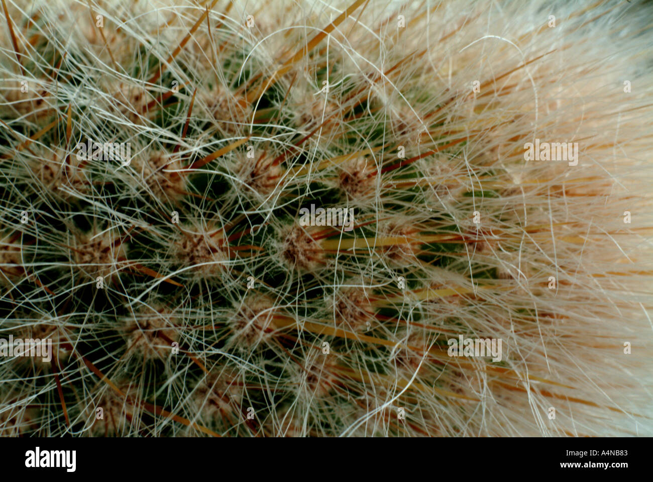 Curly cactus hi-res stock photography and images - Alamy