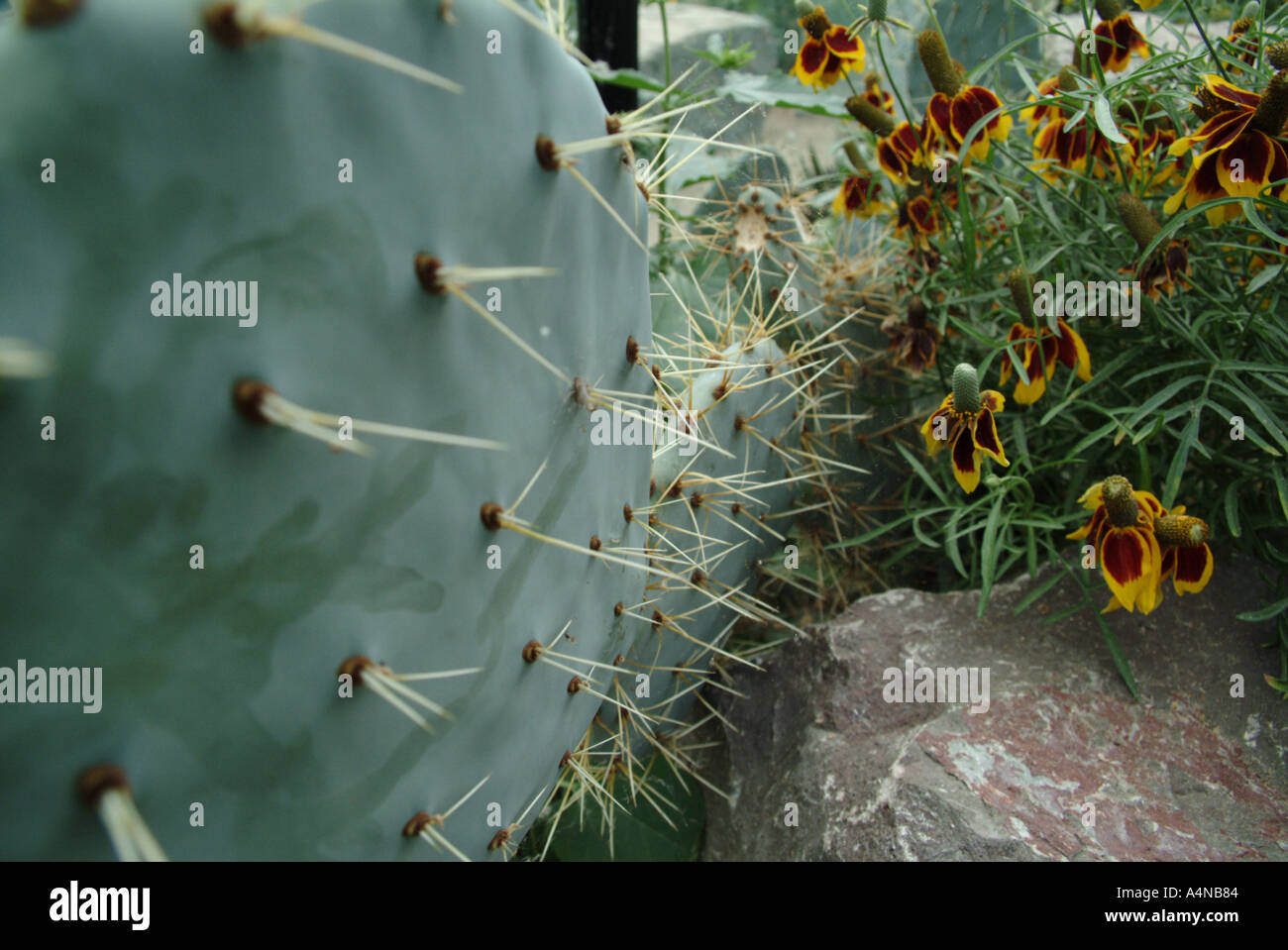 Curly cactus hi-res stock photography and images - Alamy
