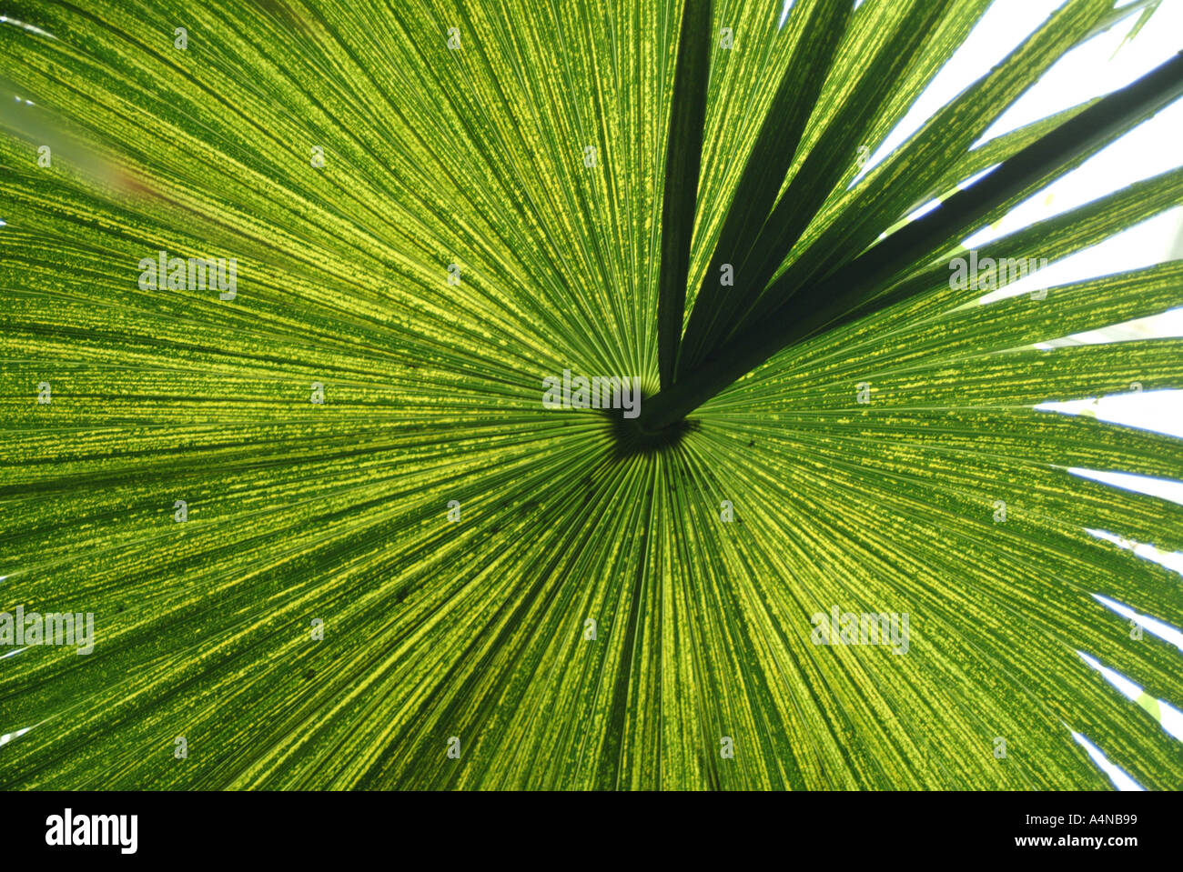 green fern spiky leaves in star shape Stock Photo - Alamy