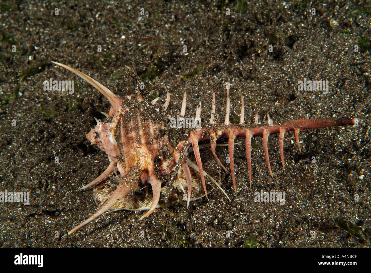 nm0676 D MUREX SNAIL Murex tribulus HIGHLY PRIZED SHELL Indonesia Indo ...