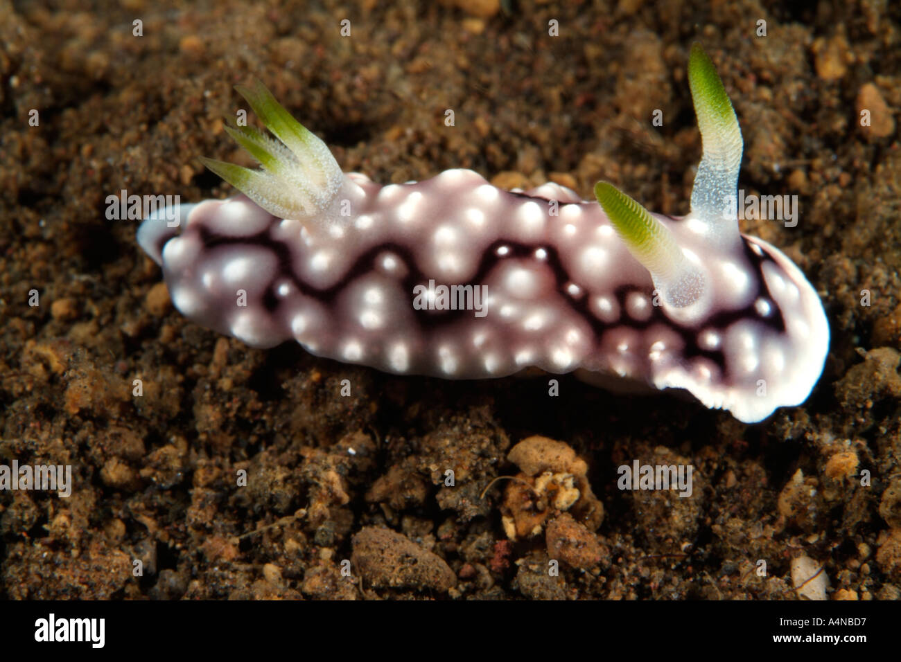 nm0736 D NUDIBRANCH Chromodoris geometrica SEA SLUG Indonesia Indo ...