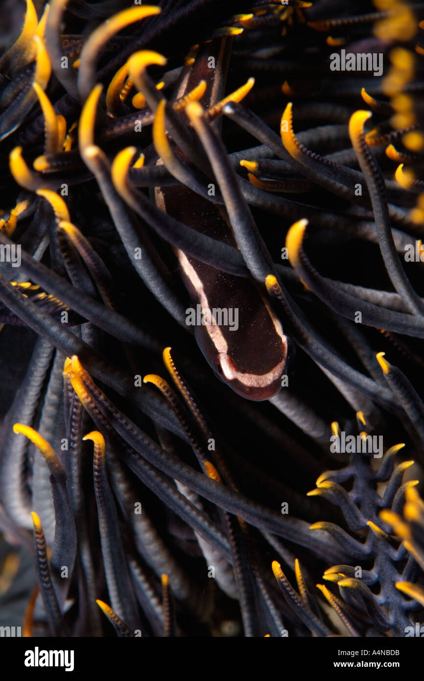 Discotrema crinophila hi-res stock photography and images - Alamy