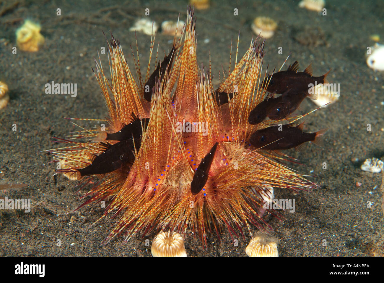 Siphon fish hi-res stock photography and images - Alamy