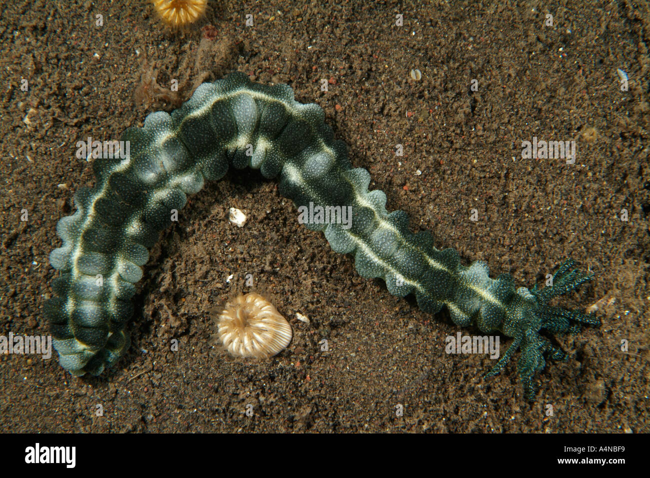 Synapta hi-res stock photography and images - Alamy
