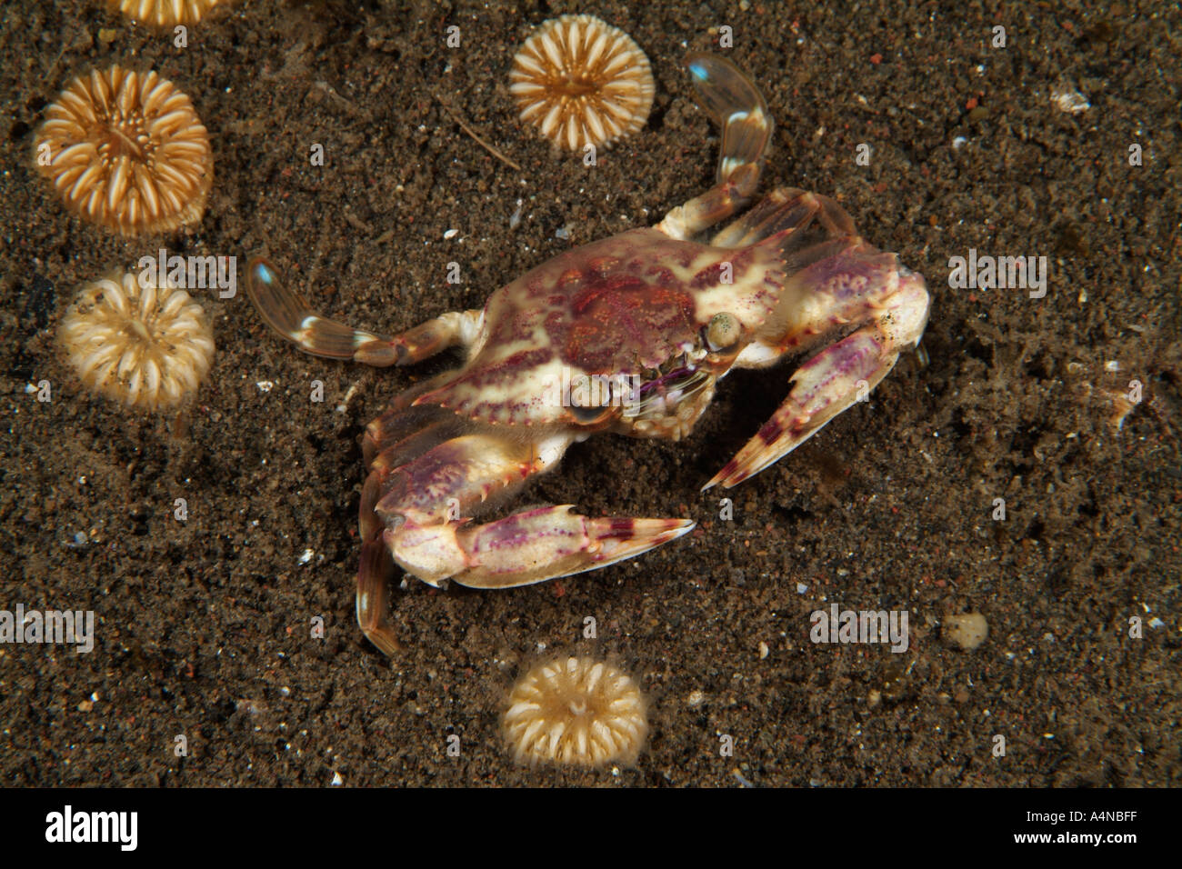 Crabs of the tropical indo pacific hi-res stock photography and images ...